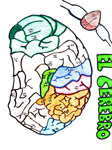 Áreas Del Cerebro Pdf