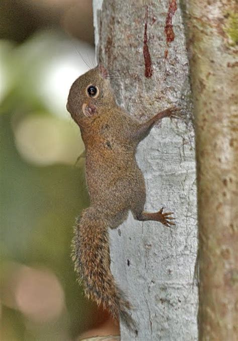 Pygmy Tree Squirrel Borneo R Aww