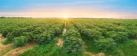 Row Of Cassava Tree In Field Growing Cassava Young Shoots Growing Stock Image Image Of