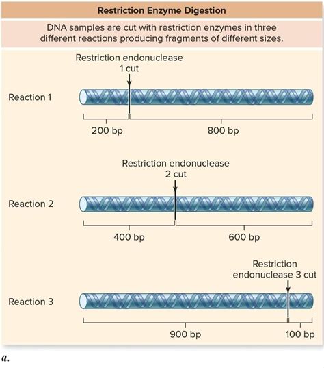 Gel Electrophoresis Separates Dna Fragments Based On Size‼️ A Three Restriction Enzymes Are