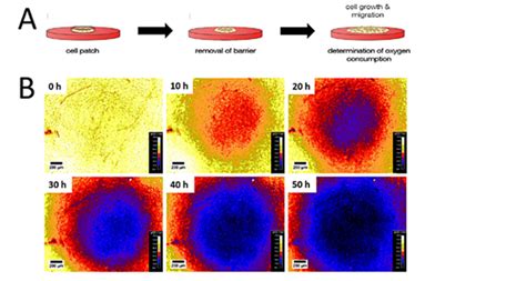 Spatio Temporal O2 Gradients In The Microenvironment Of An Outgrowing Cell Patch