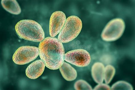 Fungi Paracoccidioides Brasiliensis 3d Illustration Stock Illustration