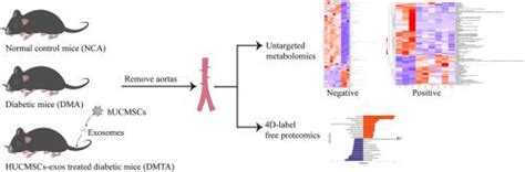 来自人脐带间充质干细胞的外泌体保护 Dbdb 小鼠的主动脉，其特征是代谢组学和蛋白质组学相结合archives Of Biochemistry And Biophysics X Mol