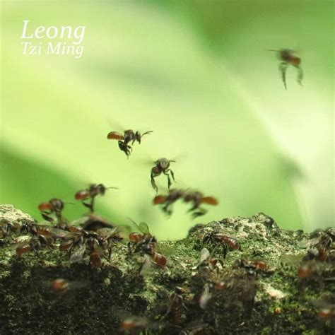 Swarming Of Stingless Bees Bird Ecology Study Group