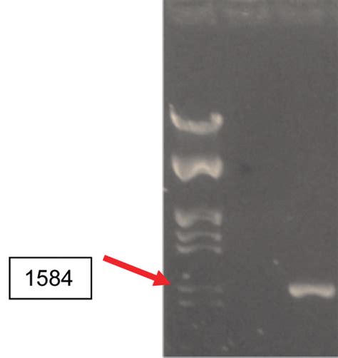 Pcr Amplification Of 16s Rdna Lane 1 Lambda Dnaecor1hind Iii Double