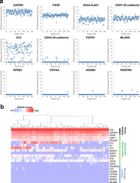 Single Cell Gene Expression Analysis Of Ipsc Derived Cec Sheet A