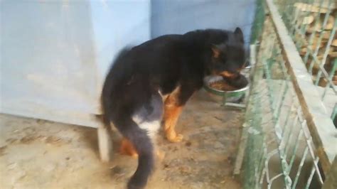 ძაღლის გაწვრთნა ჭკვიანი ძაღლი Youtube