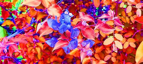 Views Bright Colors Stylish Modern Beautiful Patterns Stock Image