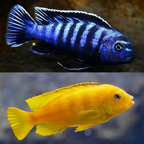 Tropical Fish African Cichlids