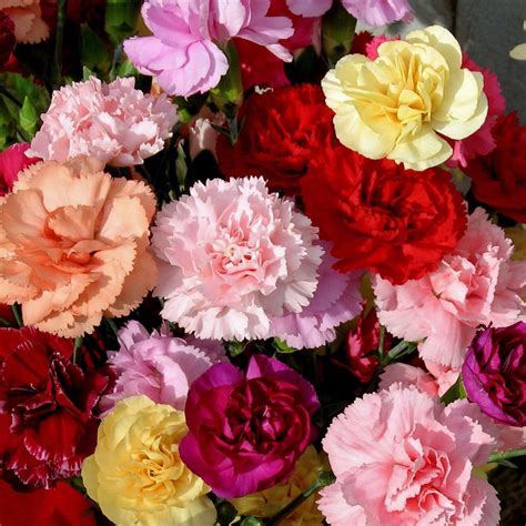 Dianthus Caryophyllus Cv Carnation Dwarf Fragrance Mix Seed X150