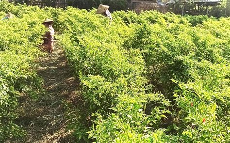 စစ်ကိုင်းတိုင်းဒေသကြီး၊ကောလင်းမြို့နယ်နှင့်ဝန်းသိုမြို့နယ်အတွင်းရှိကုလားအော်ငရုတ်သီး အထွက်နှုန