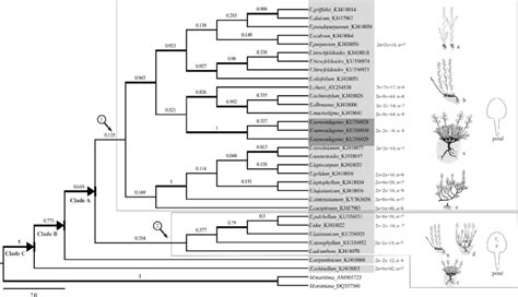 Majority Rule Consensus Tree Obtained From A Bayesian Analysis Of 27