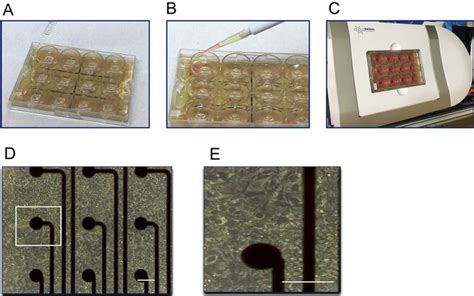 Obtaining Multi Electrode Array Recordings From Human Induced Pluripotent Stem Cell Derived
