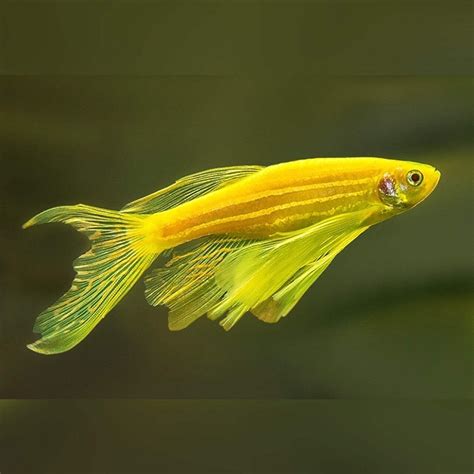 Longfin Zebra Danios