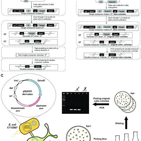 Schematic Diagram Of The Dna Fragment Deletion Process Comparison Of