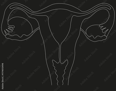 Human Anatomy Female Reproductive System Female Reproductive Organs