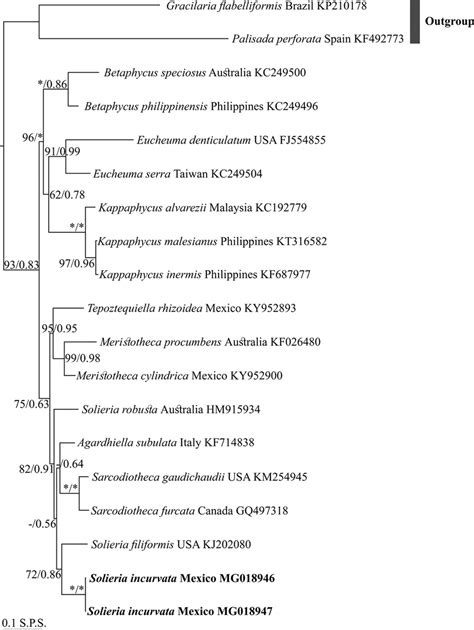 Maximum Likelihood Ml Topology Based On The Coi 5p Sequences Data Ml