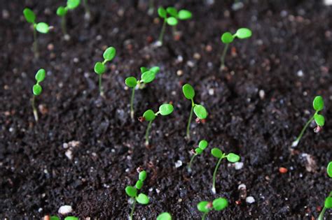 검은 비옥한 토양에 딸기 묘목 맨 위 보기입니다 클로즈업 배경 텍스처 0명에 대한 스톡 사진 및 기타 이미지 0명 가정 생활 개체 그룹 Istock