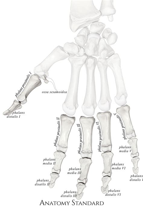 Anatomy Standard Drawing Phalanges In Situ Palmar View Latin