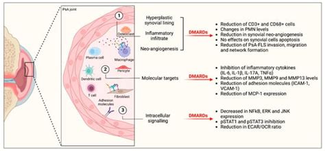 Evaluation Of The Synovial Effects Of Biological And Targeted Synthetic Dmards In Patients With