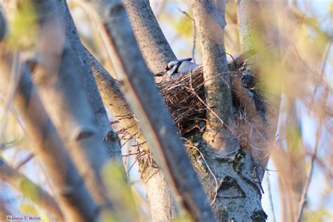 Blue Jays Nesting Outside My Window