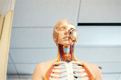 Sinoatrial Node Anatomy And Function