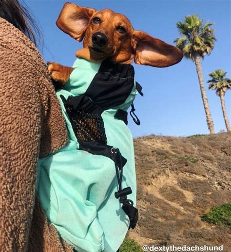 Best Backpack For Dachshunds At Tyler Aikenhead Blog