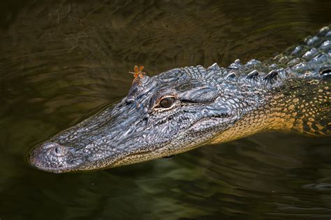 Alligators Vs Crocodiles New Orleans Kayak Swamp Tours