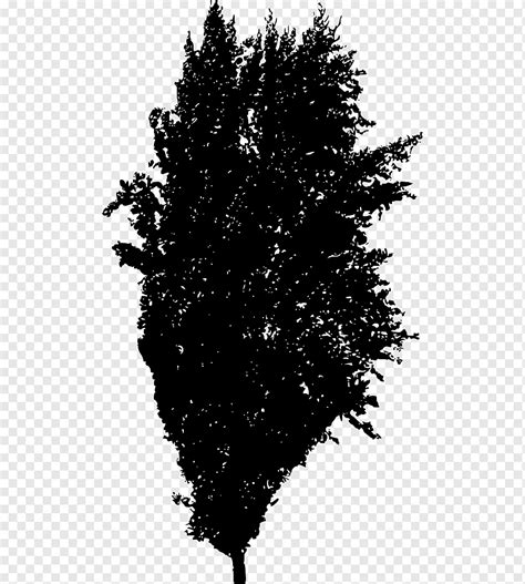 Spruce Fir Twig Tree Woody Plant Tree Leaf Branch Monochrome Png PNGWing
