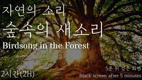 숲 속의 새소리 지친 마음 힐링 공부 집중 백색소음 Asmr Youtube