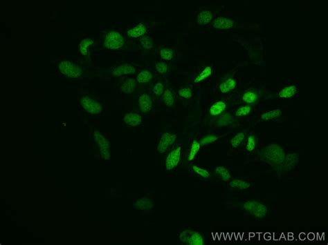 C Myc Antibody Cl488 10828 Proteintech