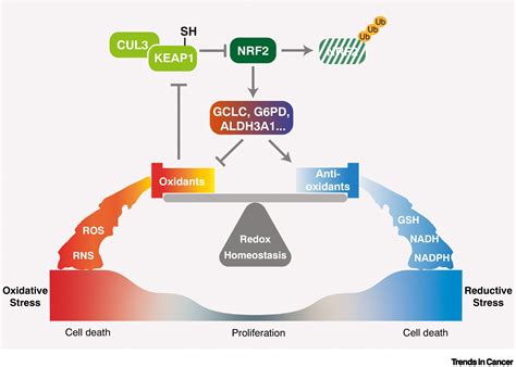Reductive Stress In Cancer Coming Out Of The Shadows Trends In Cancer