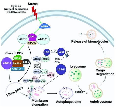 Autophagic Pathway As Cells Are Subjected To Micro Environmental Download Scientific Diagram