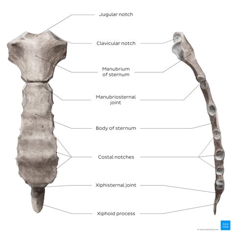 File Sternum Anatomy Kenhub Png Physiopedia