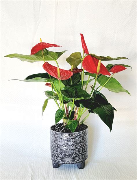 Red Anthurium Plant In Costa Mesa Ca Island Florals