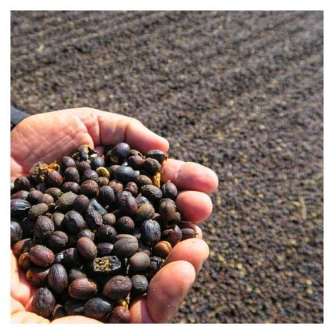 Natural Dry Coffee Processing Method Coffee Beans Dark Roast Coffee Beans