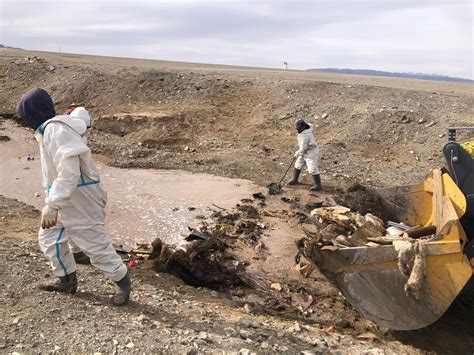 АЛТАЙ ХОТ ХОТ ТОЙРСОН СЭГ ЗЭМ УСТГАЛ АРИУТГАЛЫН АЖИЛ 2
