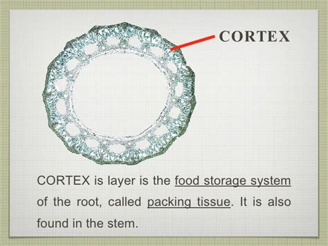 Plant Structure And Function
