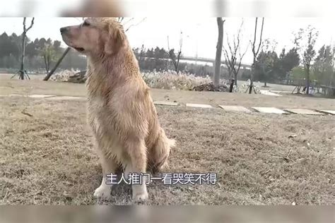 狗狗上厕所半天没响声，主人推门一看哭笑不得，镜头拍下搞笑一幕