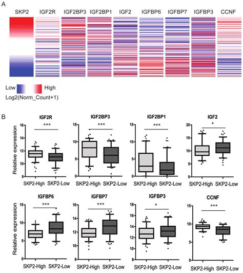 Skp2 Co Expressed With Genes In The Igfr Signaling Pathway A Heatmap Download Scientific