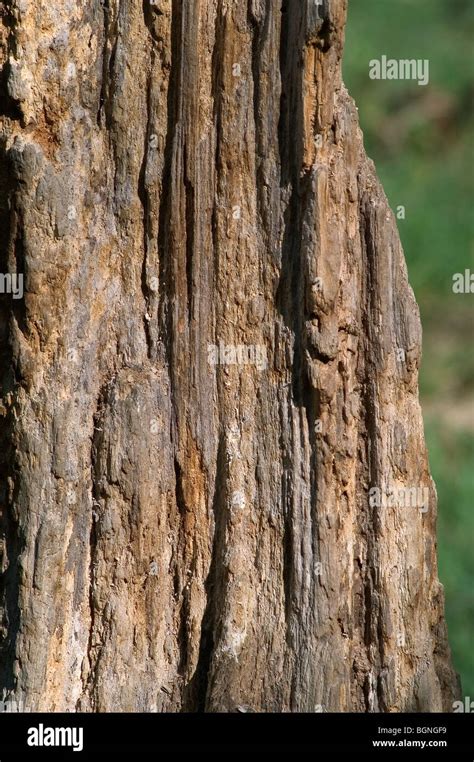 Scratch Marks From Sharpening Claws On Tree Bark From European Brown Bear Ursus Arctos Europe