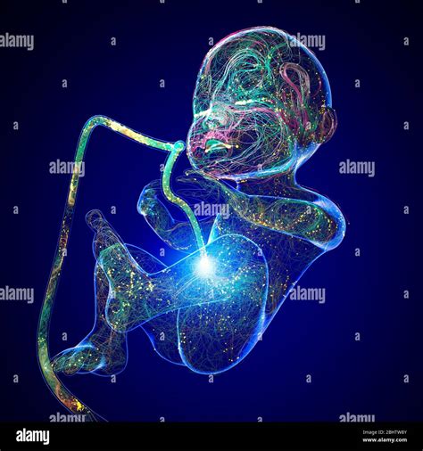 Croissance Du Fœtus Cordon Ombilical Alimentation Et énergie Pour Lévolution Du Bébé