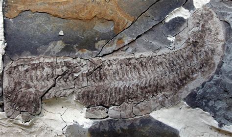 ‘sue A 444 Million Year Old Fossil Reveals Stunning Soft Tissue