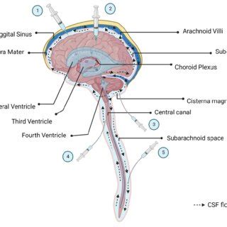 Normal Human CSF Circulation And Types Of CSF Injections CSF Is Download Scientific Diagram