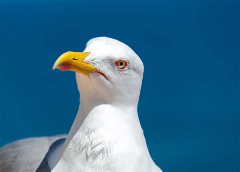 Download Seagull Pictures
