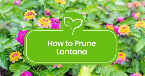 Pruning Lantana A Guide To Growth And Blooms Plantilio