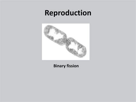 Growth And Reproduction Ppt Download