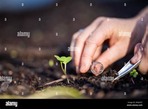 Taking A Soil Sample For A Soil Test In A Field Testing Carbon Sequestration And Plant Health