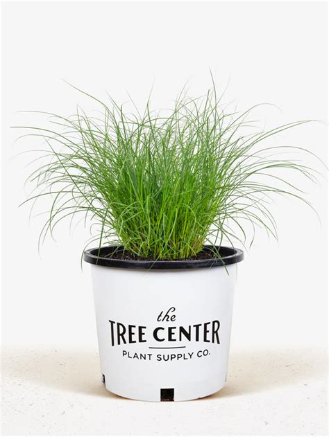 Black Mondo Grass Buy Black Mondo Grass Online The Tree Center
