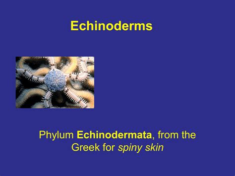 Echinoderms